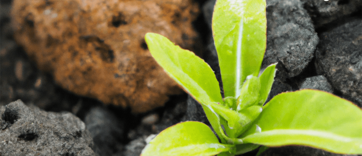 New Life Rising: Our Position With Christ - Windsor Community Church